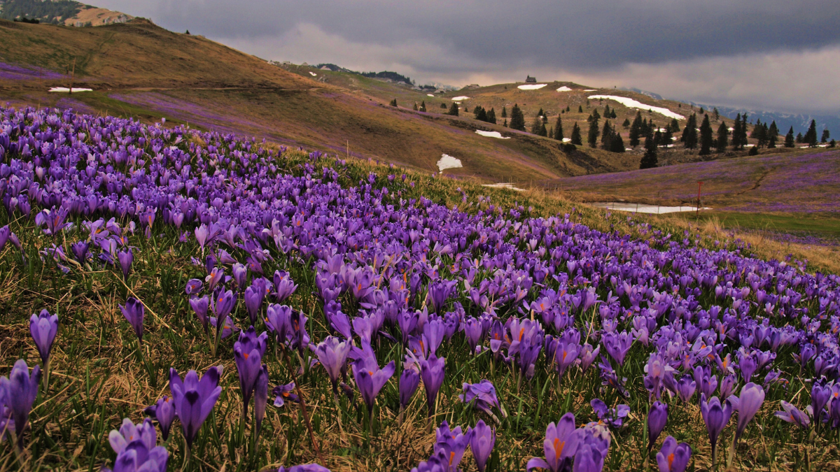 Spring Flora: Your Complete Guide to Observation – Backpacker Life